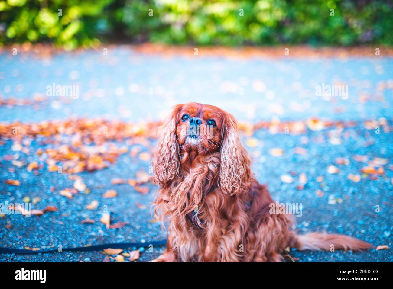 Brauner Hund der Hunderasse Cavalier King Charles Spaniel, Hannover ...