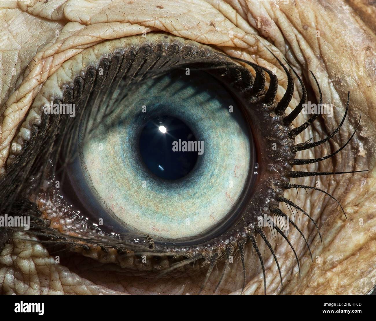 Tier po -Fotos und -Bildmaterial in hoher Auflösung – Alamy