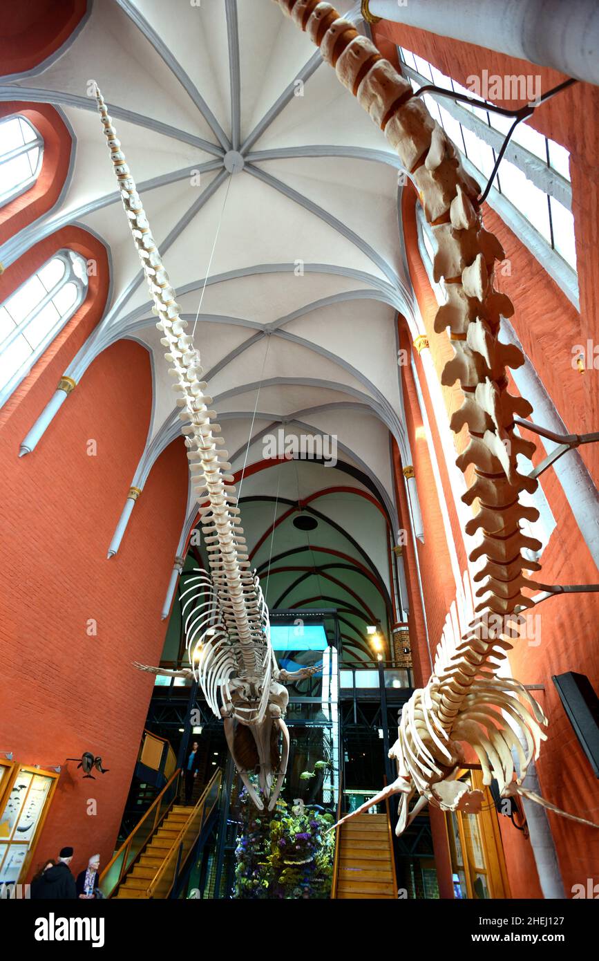 DEUTSCHLAND. MECKLENBURG-VORPOMMERN. STRALSUND. DAS STRALSUND MUSEUM ...