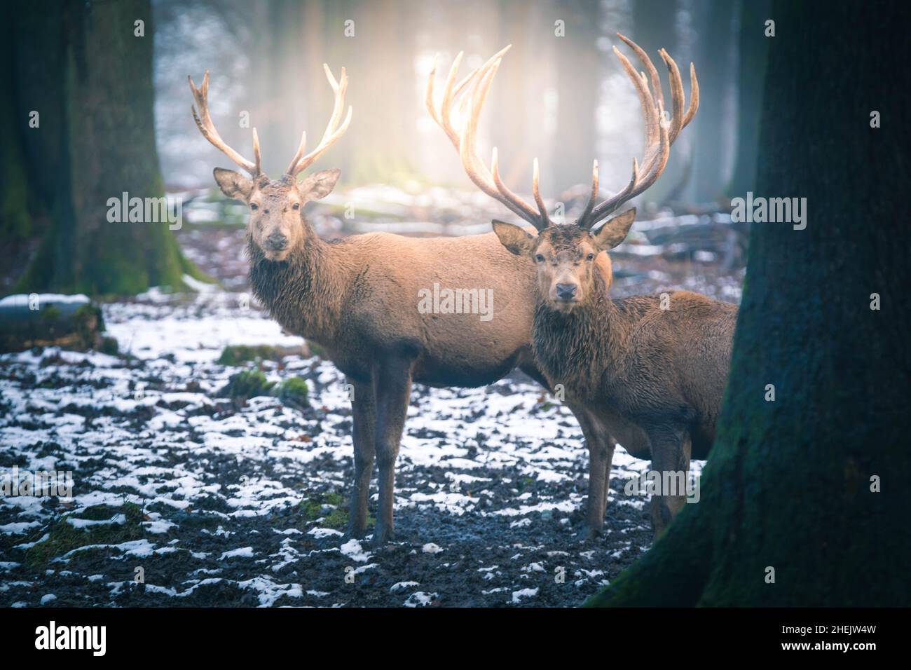 Tiere im wald deutschland -Fotos und -Bildmaterial in hoher Auflösung ...
