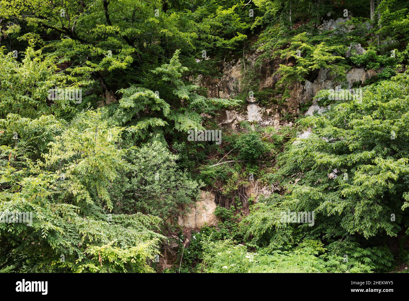 Bewachsener hang -Fotos und -Bildmaterial in hoher Auflösung – Alamy