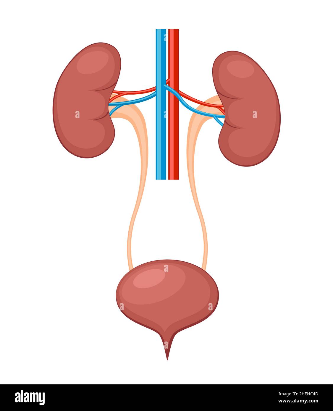 Anatomie des Harnsystems. Inkontinenzbiologie Infektion uti, Harnleiter ...