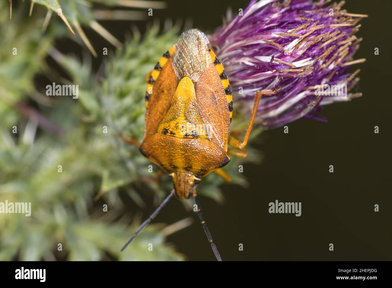 Mediterraner Schildwanzen (Carpocoris pudicus), sitzend an einer Distel ...