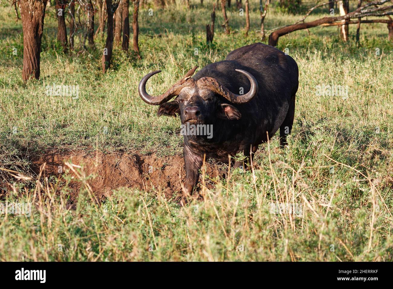 Vogel auf knochenschild -Fotos und -Bildmaterial in hoher Auflösung – Alamy