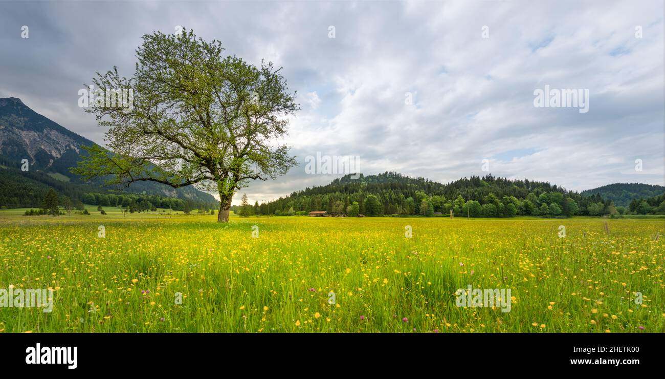 Einzelner baum auf der wiese -Fotos und -Bildmaterial in hoher ...
