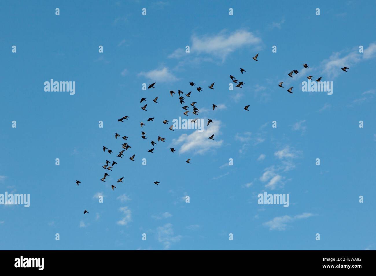 Vogel schwarm formation -Fotos und -Bildmaterial in hoher Auflösung – Alamy