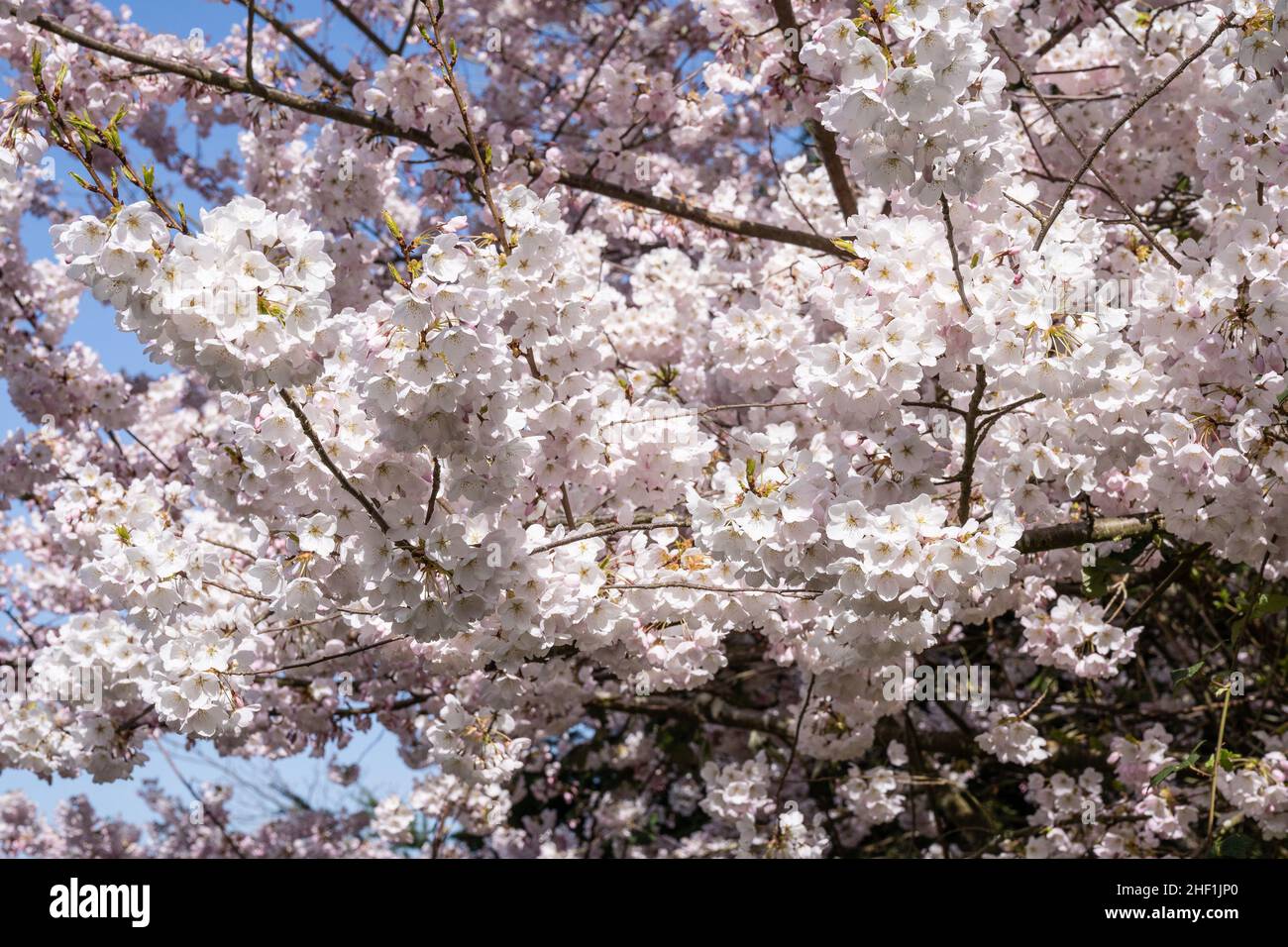 Yoshino Kirsche (Prunus × yedoensis) ist eine Hybridkirsche zwischen ...
