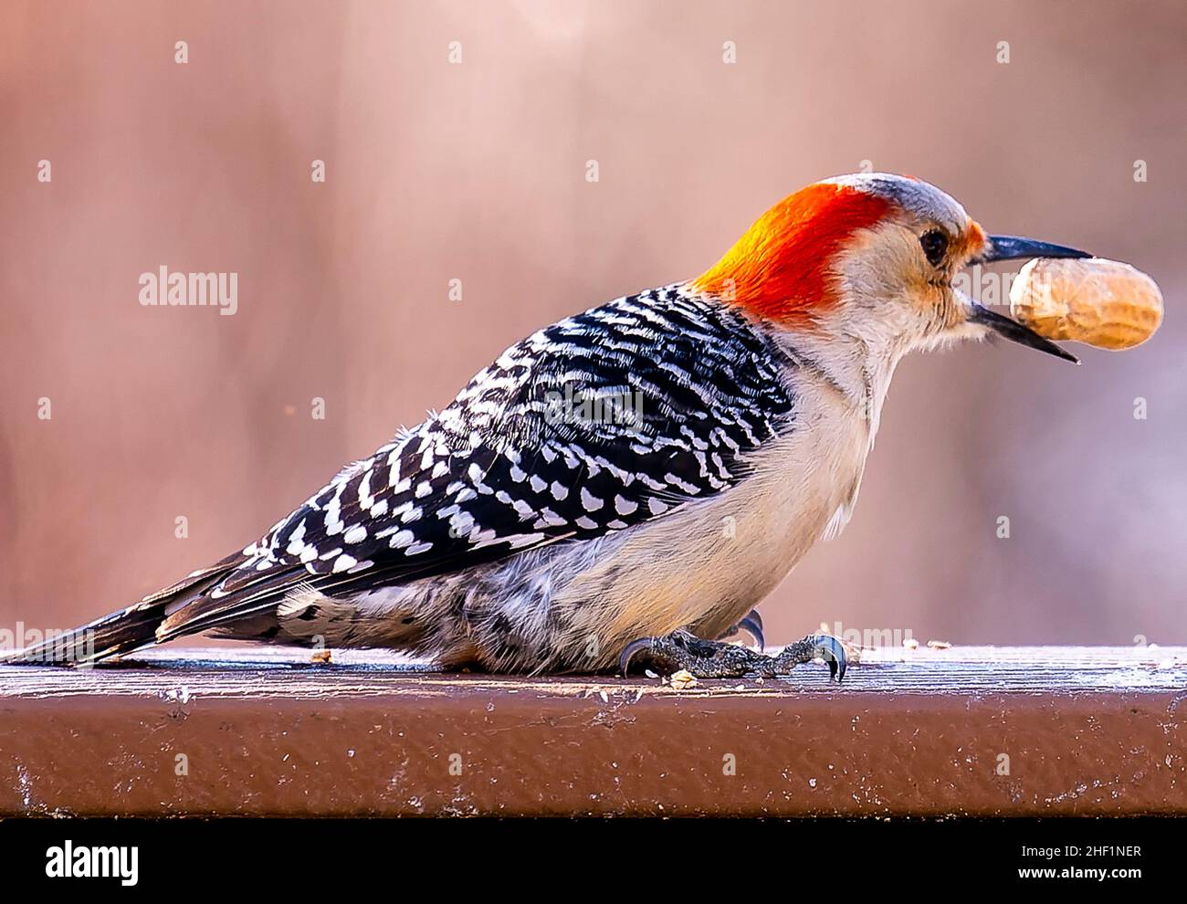 Der Specht kommt auf dem Hinterhof an und findet Erdnüsse ...