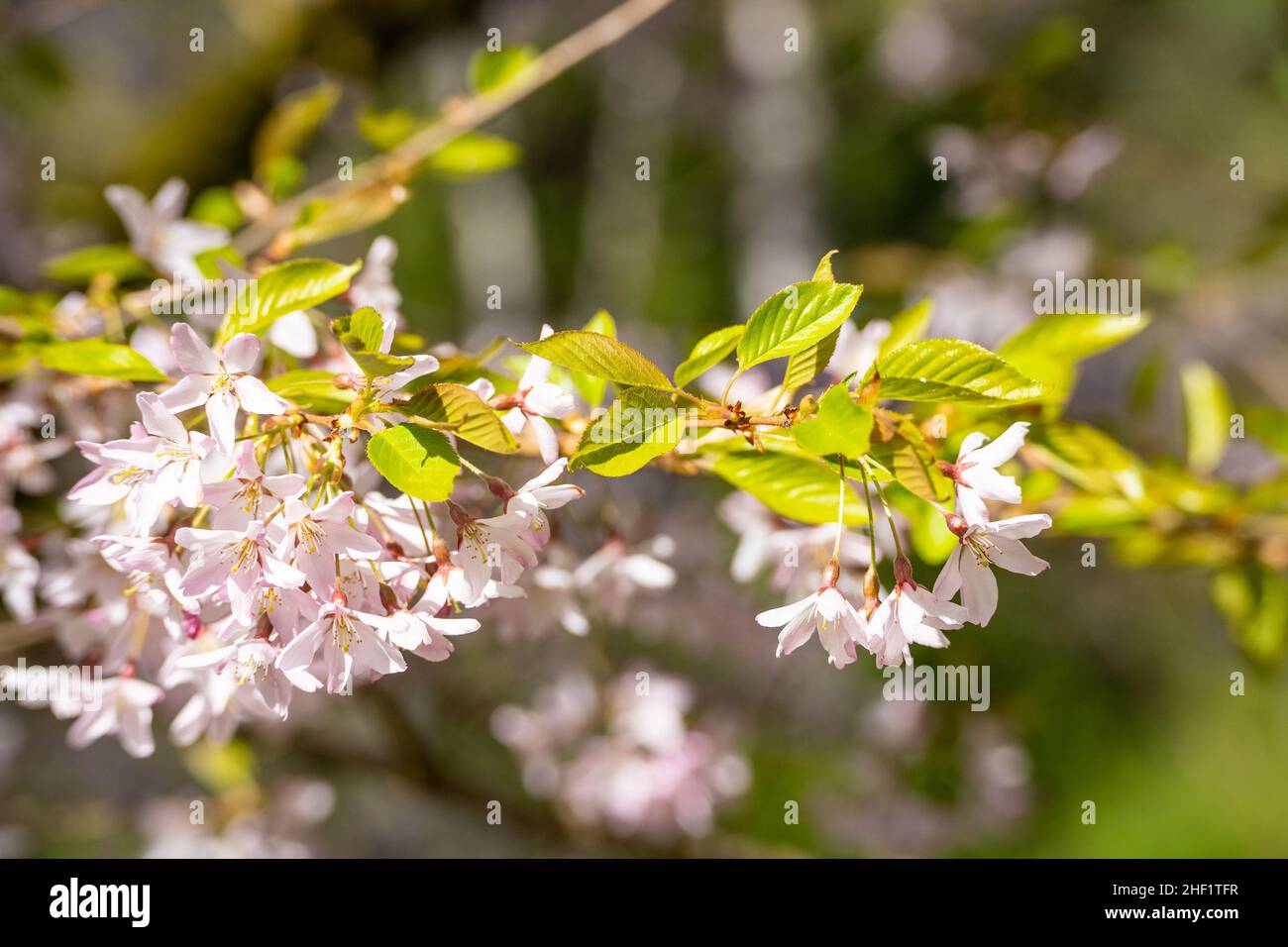 Japanische Kirsche (Prunus serrulata 'Horinji') ist eine Kirschart, die ...