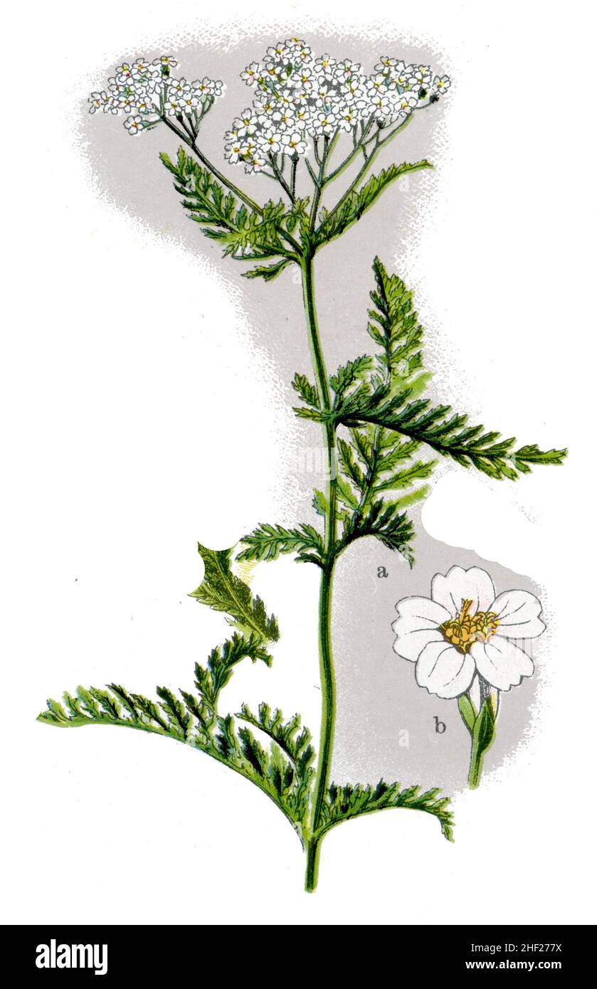 Schafgarbe oder Gemeine Schafgarbe Achillea millefolium, (Botanikbuch ...