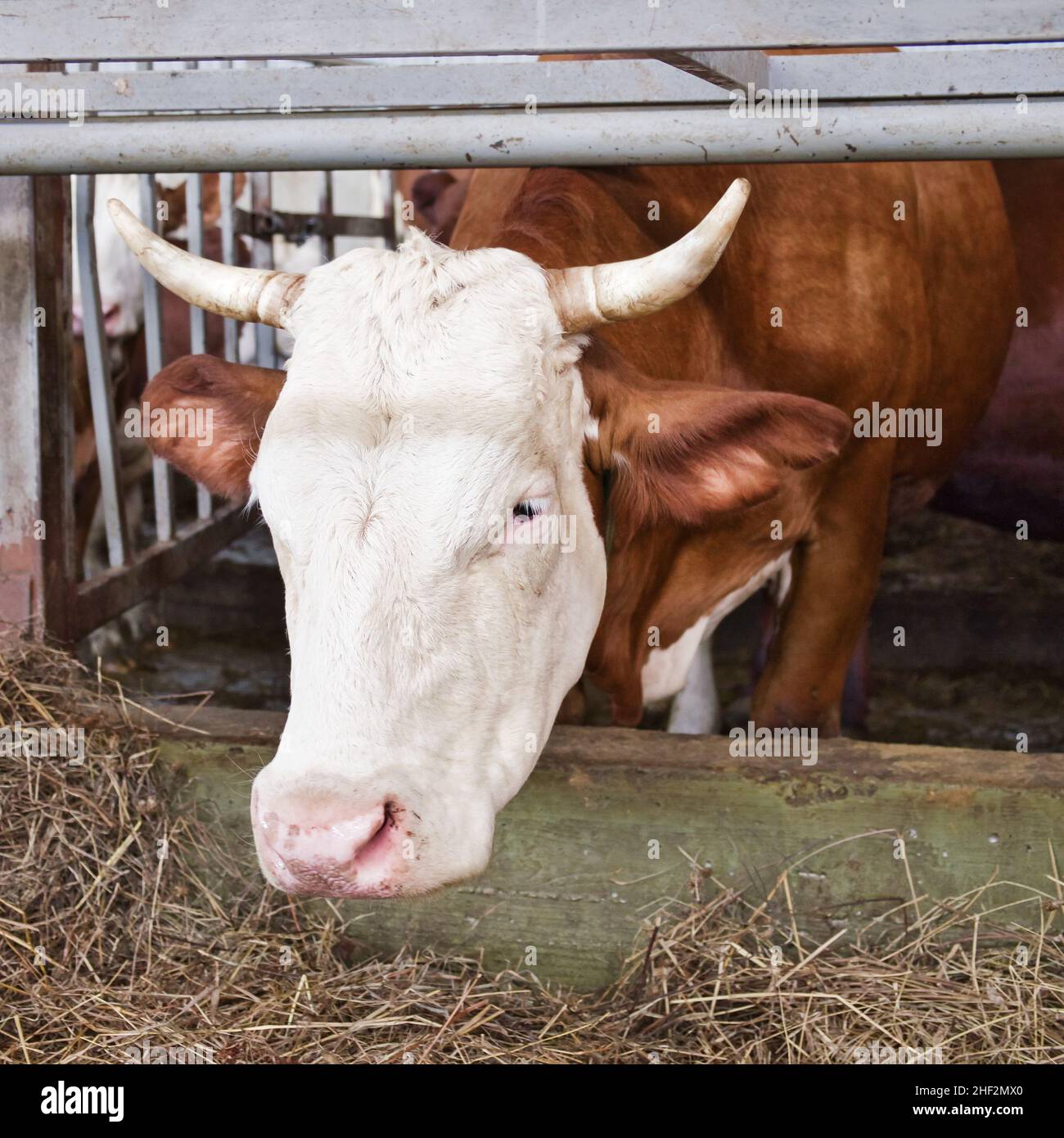 Eine Kuh frisst Heu im Kuhstall. Nutztiere. Landwirtschaftskonzept ...