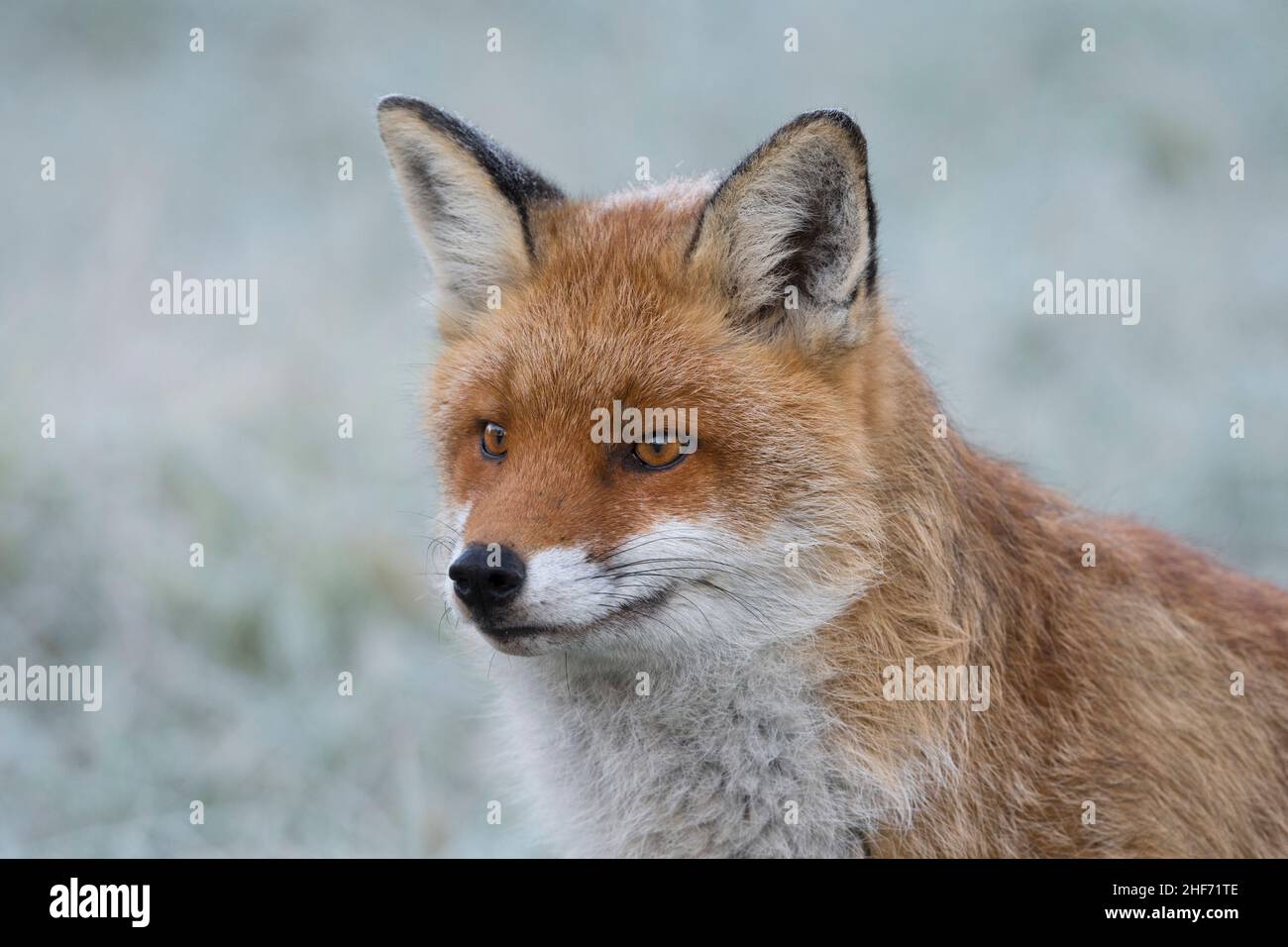 Rotfuchs lebensraum tierfoto -Fotos und -Bildmaterial in hoher ...