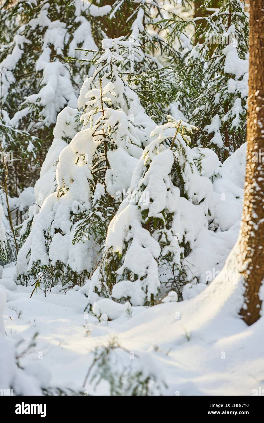 Norwegen fichten picea abies -Fotos und -Bildmaterial in hoher ...
