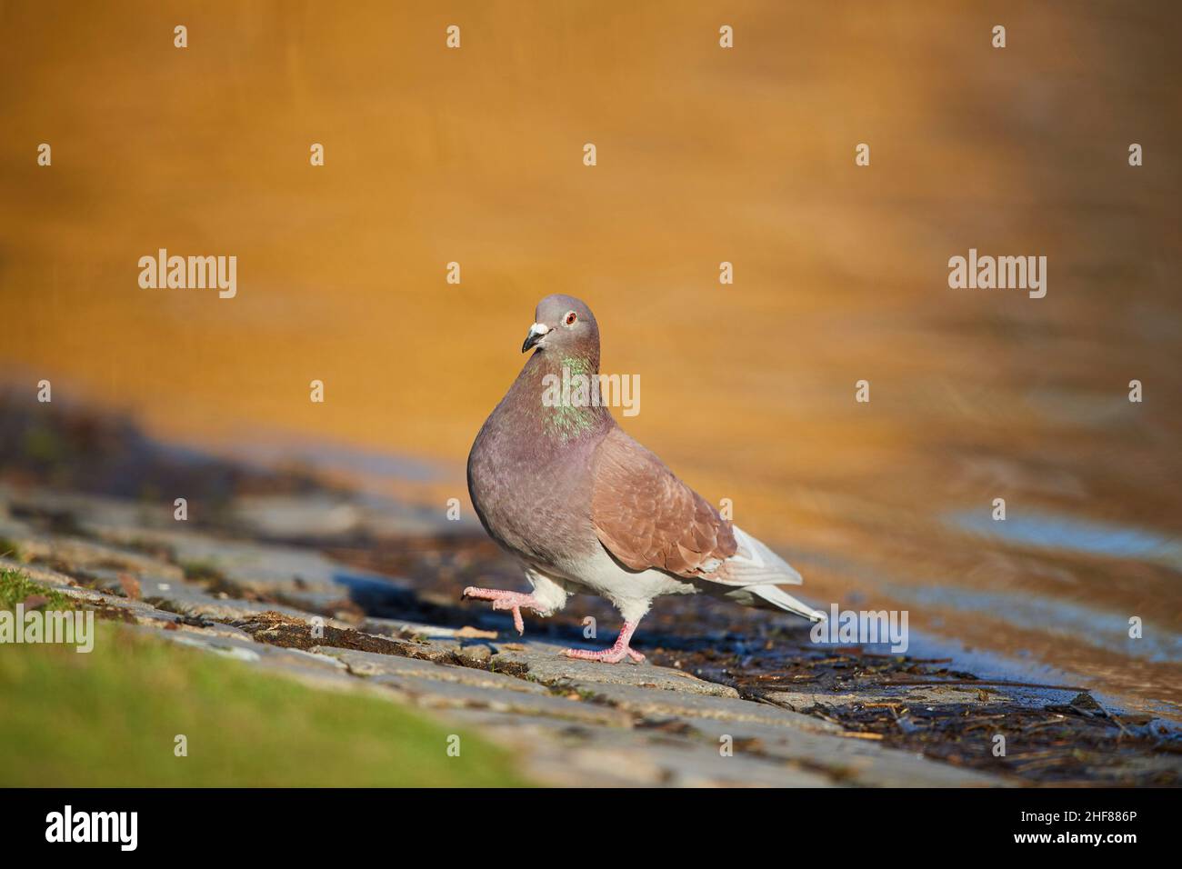 Wildtaube stadttaube columba livia domestica am rand -Fotos und ...