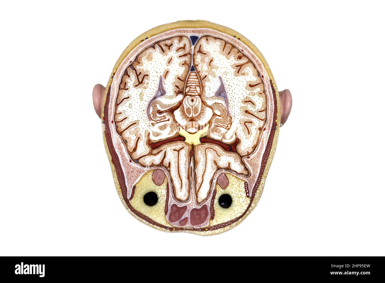 Anatomisches diagramm -Fotos und -Bildmaterial in hoher Auflösung – Alamy