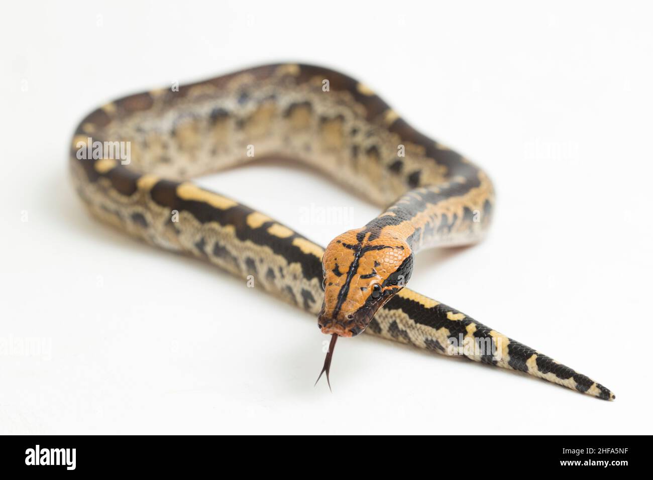 Borneo short tailed python -Fotos und -Bildmaterial in hoher Auflösung ...
