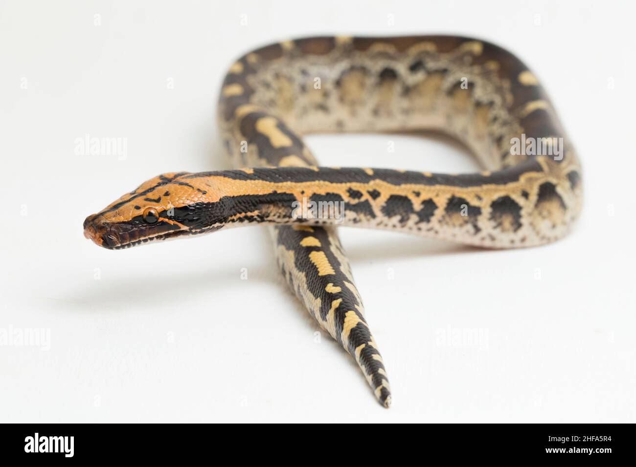 Borneo short tailed python -Fotos und -Bildmaterial in hoher Auflösung ...