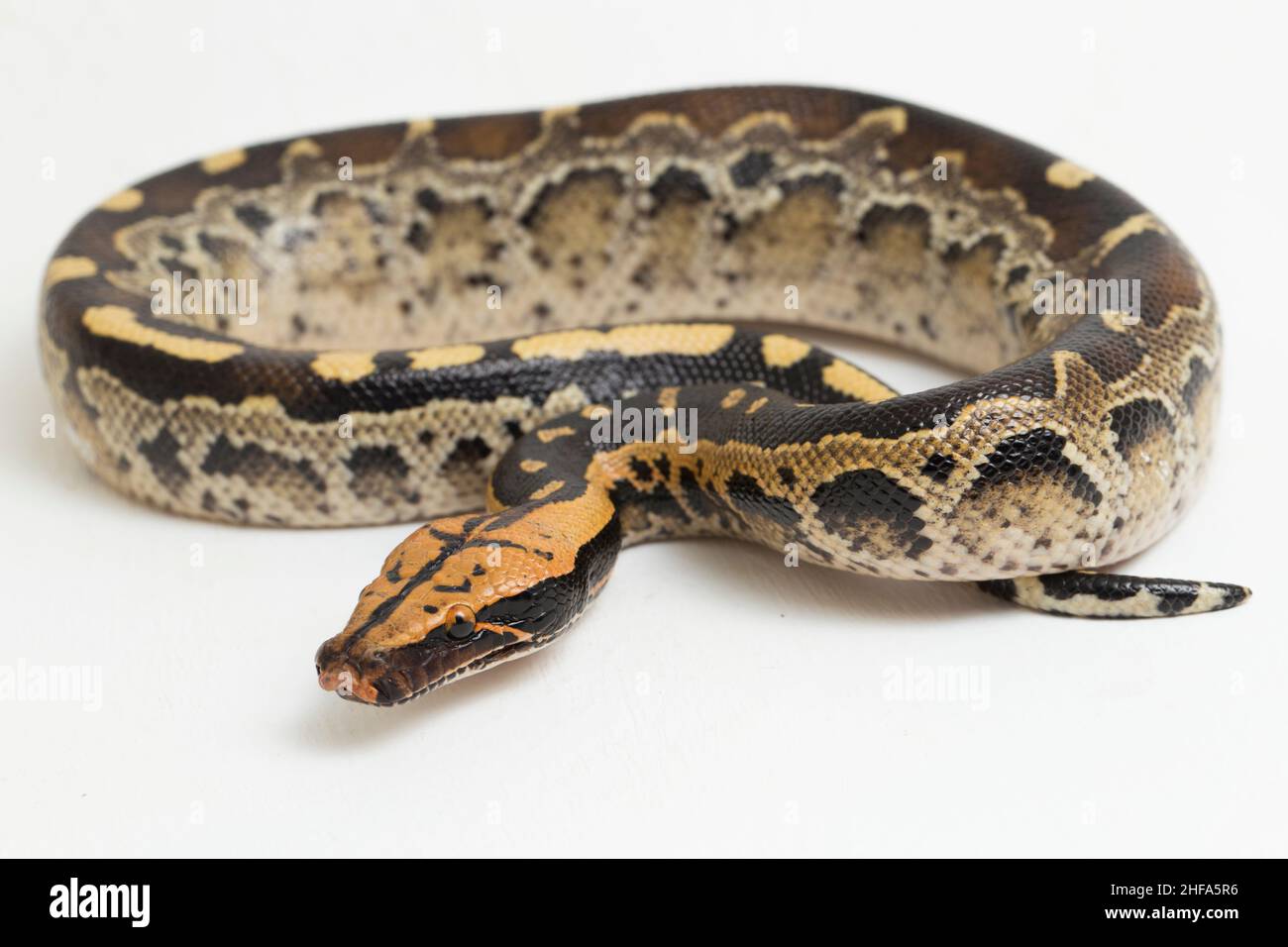 Borneo short tailed python -Fotos und -Bildmaterial in hoher Auflösung ...