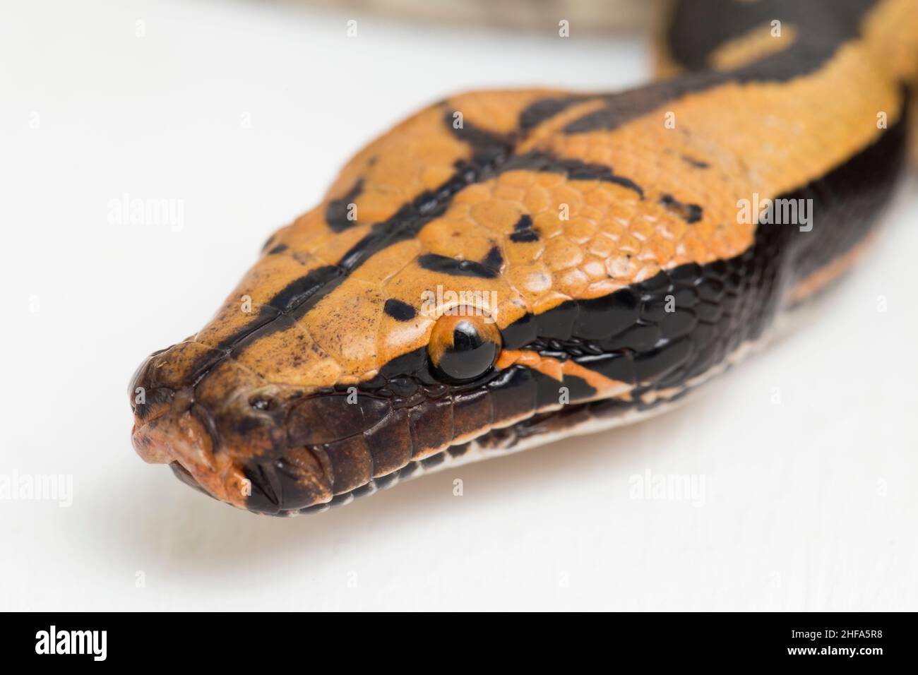 Borneo short tailed python -Fotos und -Bildmaterial in hoher Auflösung – Alamy