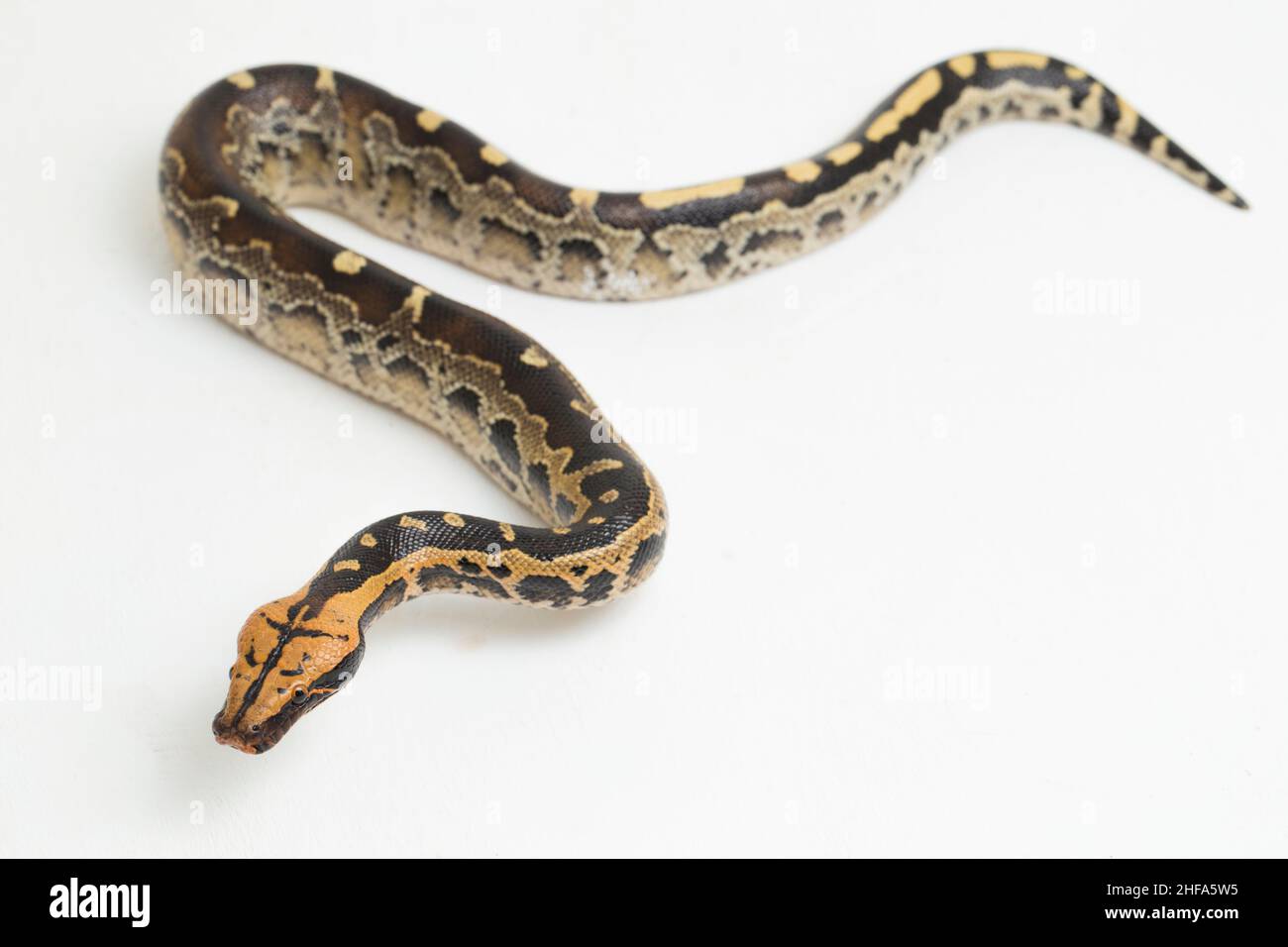 Borneo kurzschwanzpython -Fotos und -Bildmaterial in hoher Auflösung – Alamy