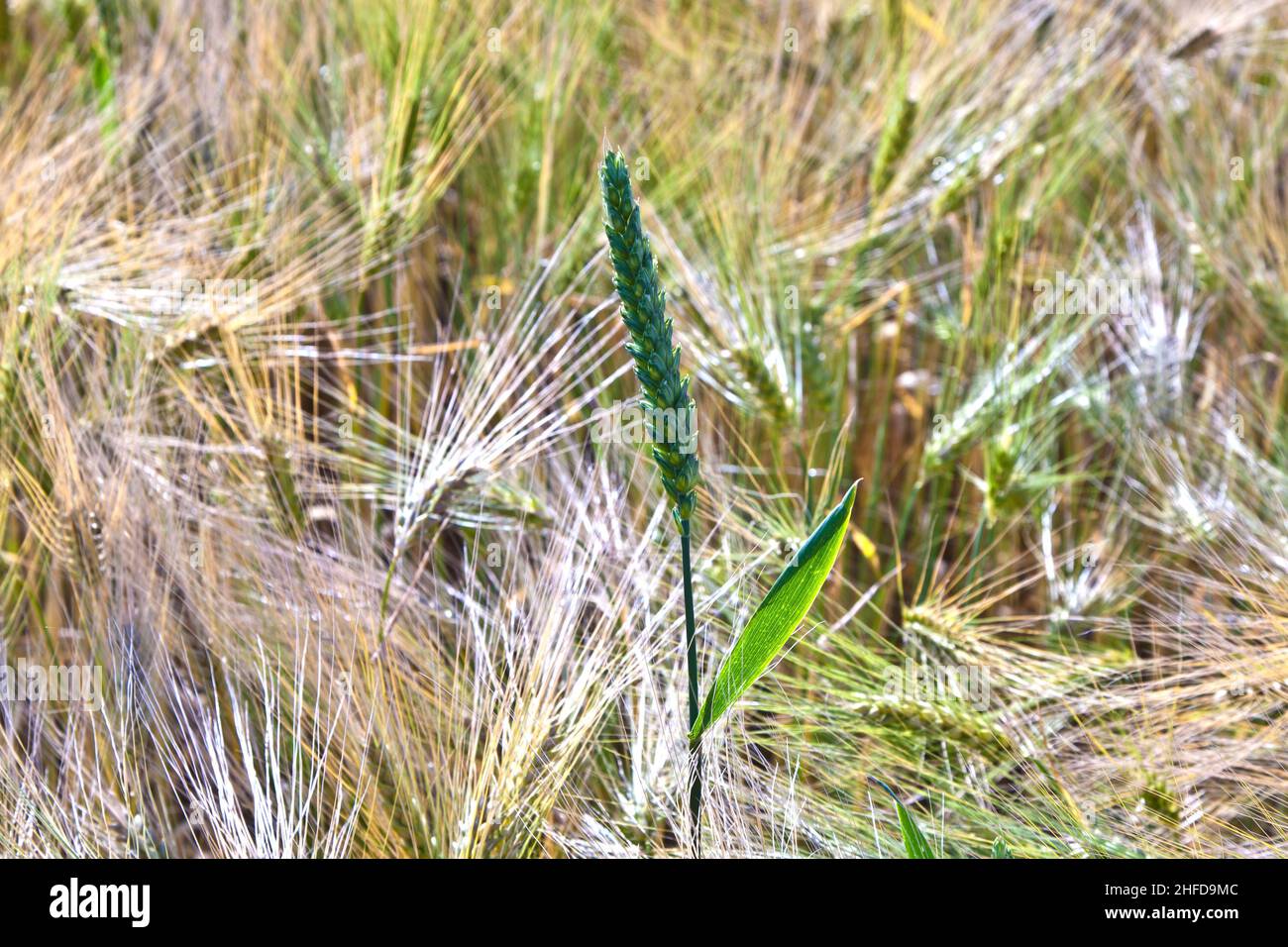 Weizen spica spica -Fotos und -Bildmaterial in hoher Auflösung – Alamy