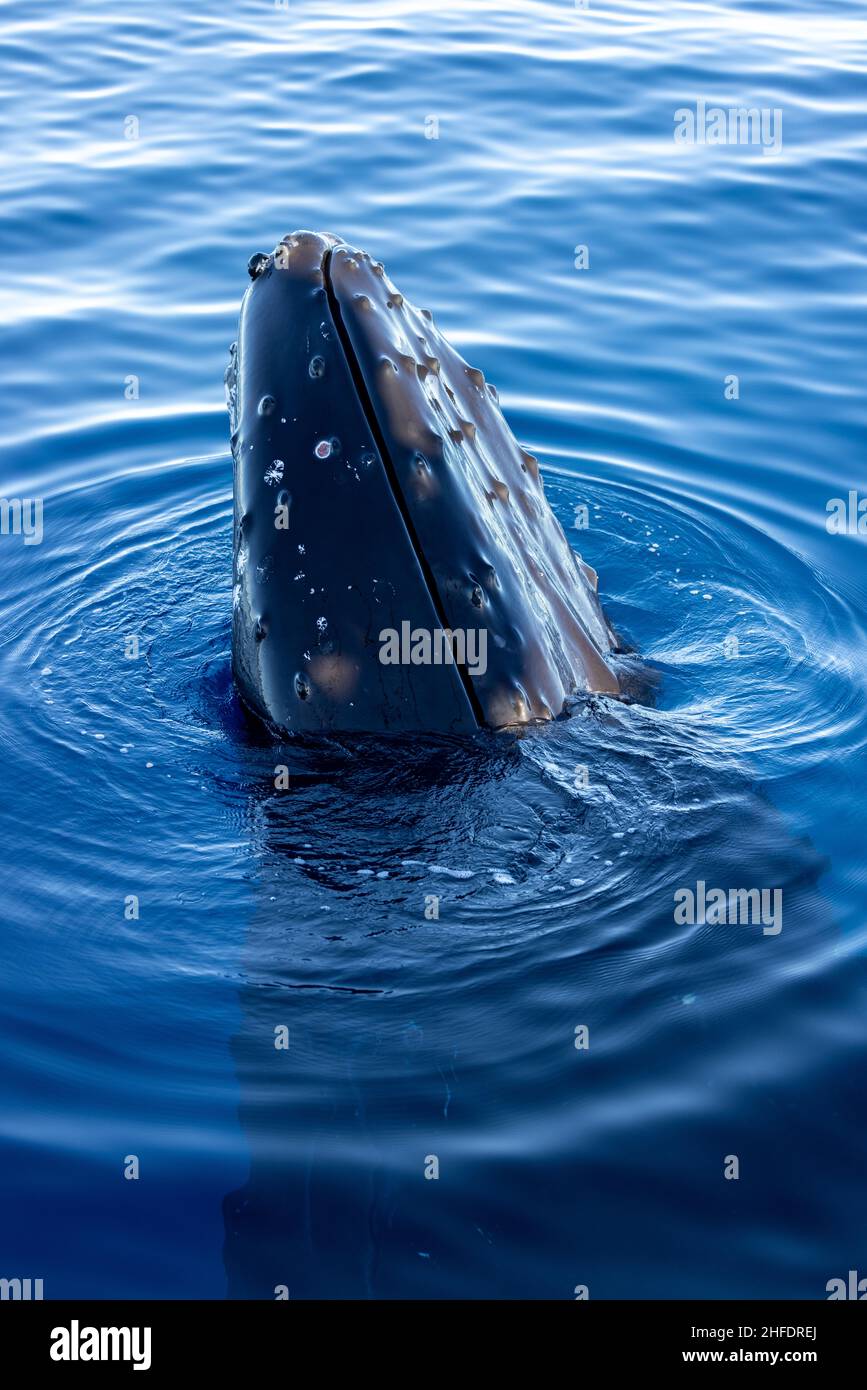 Neugieriger wal -Fotos und -Bildmaterial in hoher Auflösung – Alamy