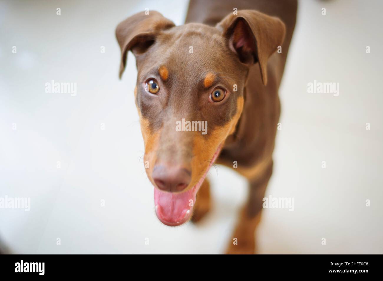 Brown doberman -Fotos und -Bildmaterial in hoher Auflösung – Alamy