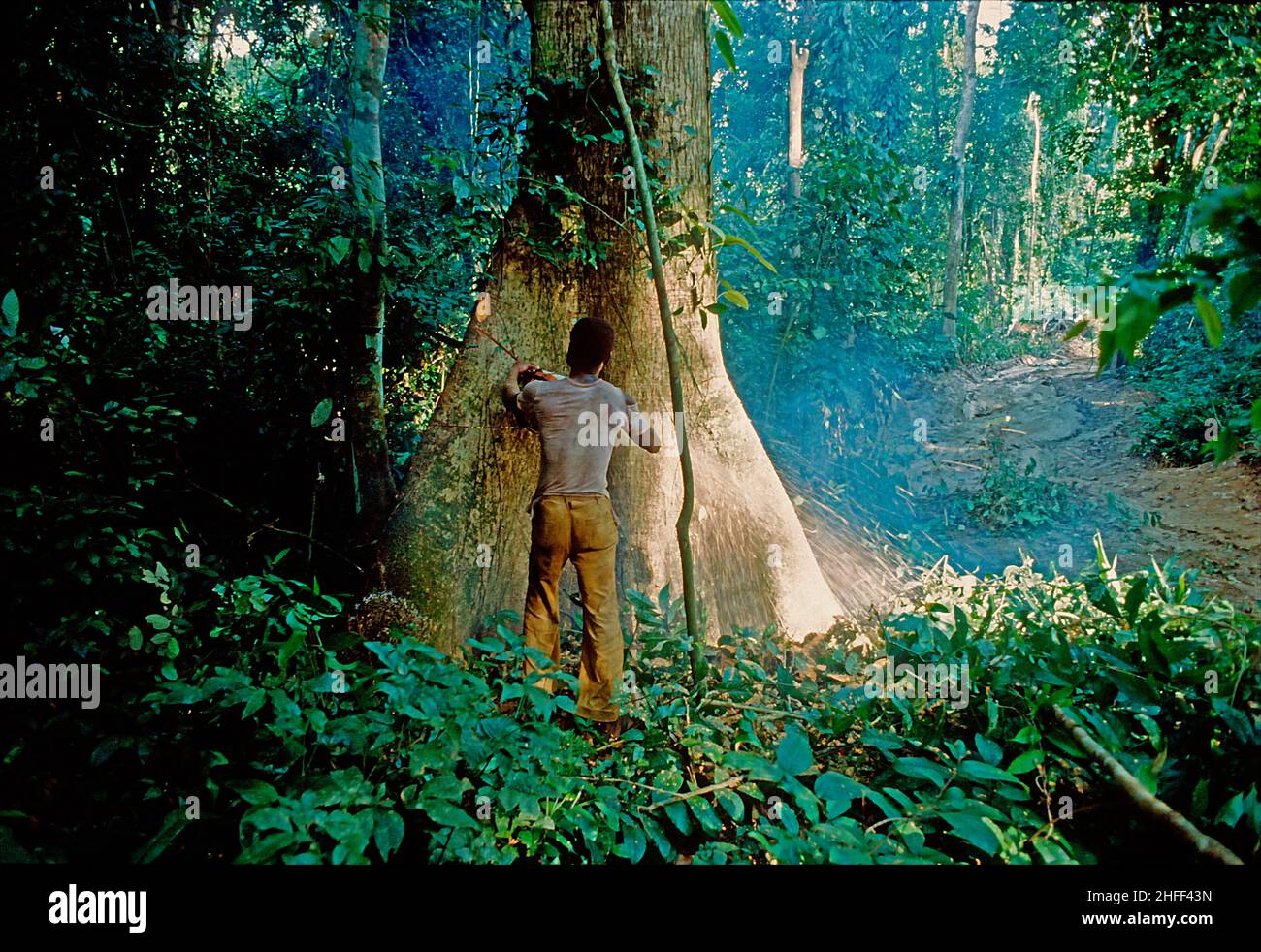 Holzfäller, der einen Baum im Regenwald in Ghana, Westafrika, fällt ...