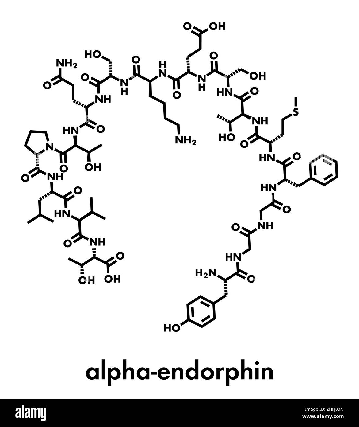 Alpha-Endorphine endogene Opioide Peptid Molekül. Skelettmuskulatur ...
