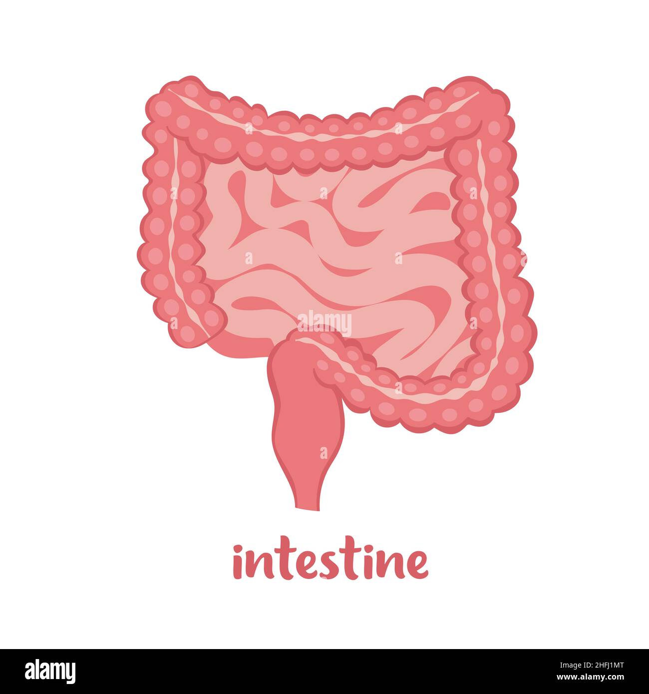 Diagramm Des Menschlichen Dickdarms Stockfotos und -bilder Kaufen - Alamy