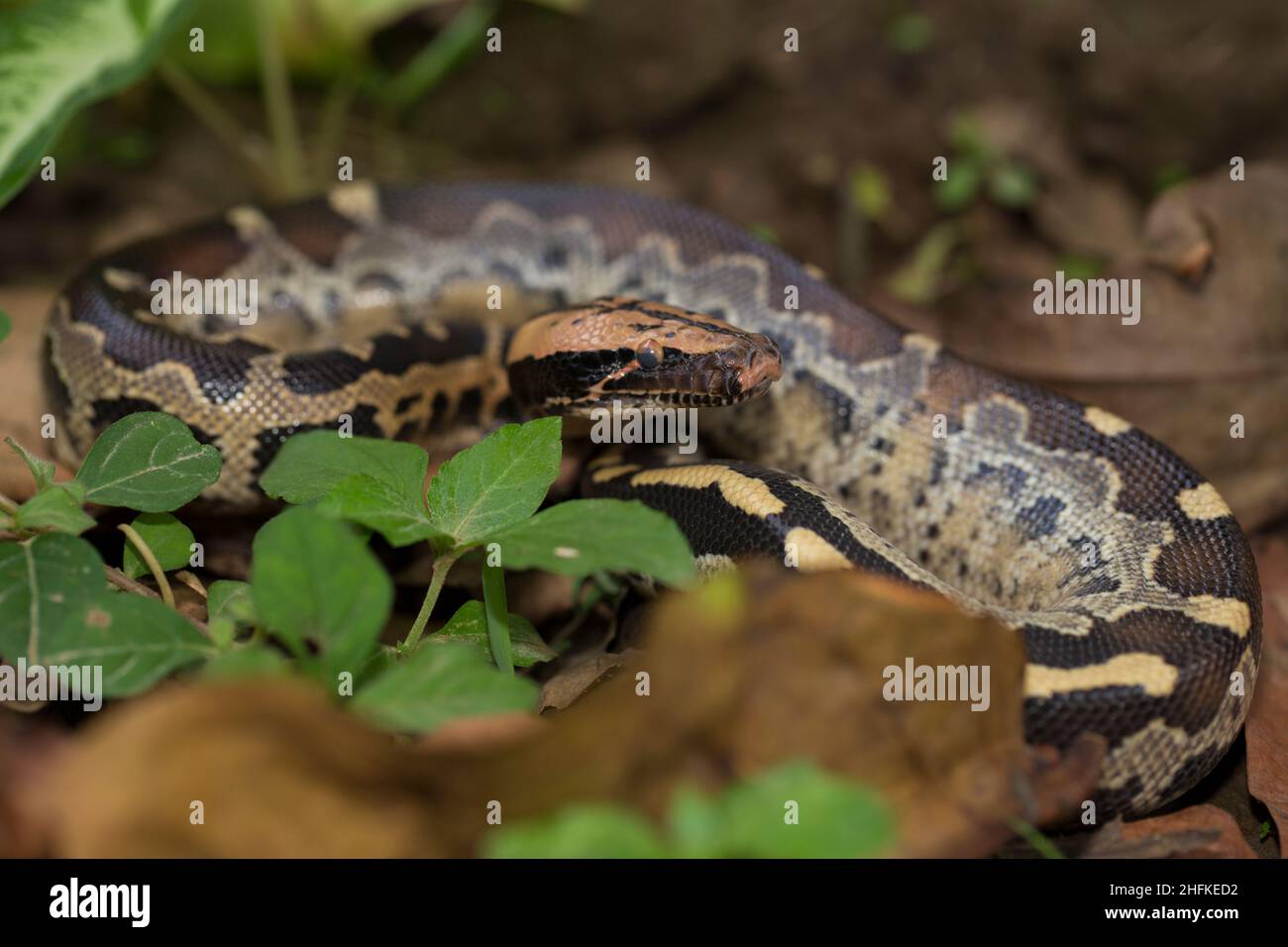 Borneo short tailed python -Fotos und -Bildmaterial in hoher Auflösung ...