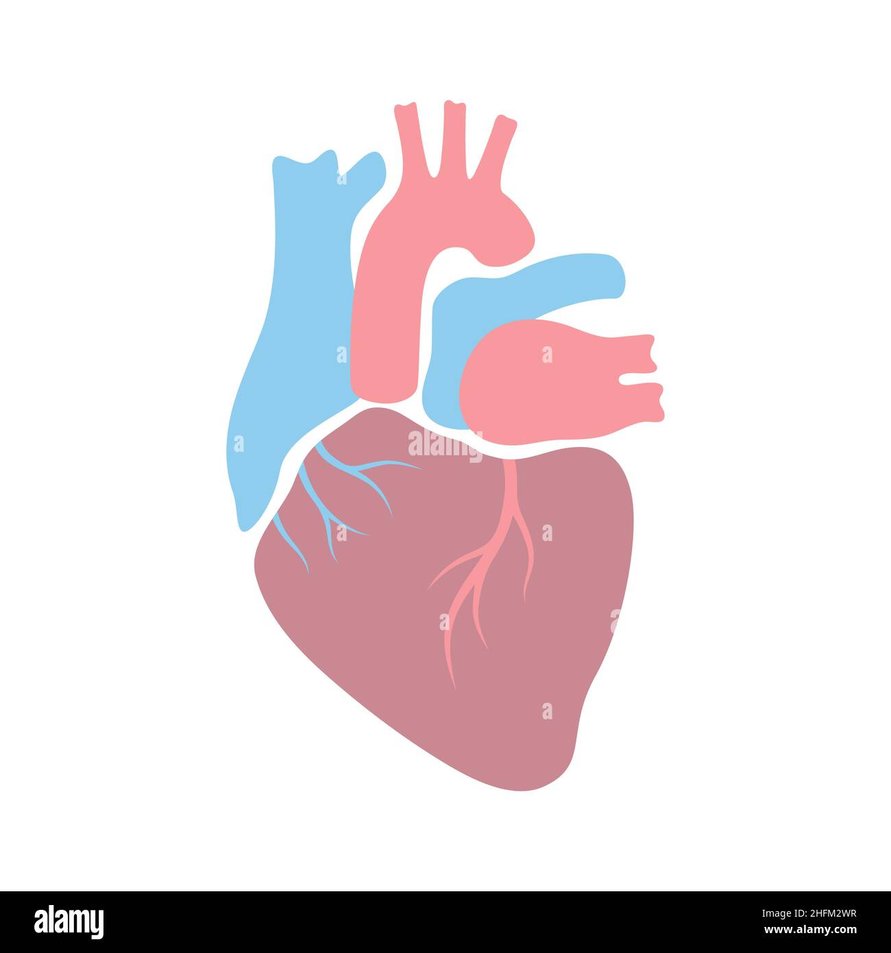 Scheiden organ Stock-Vektorgrafiken kaufen - Alamy