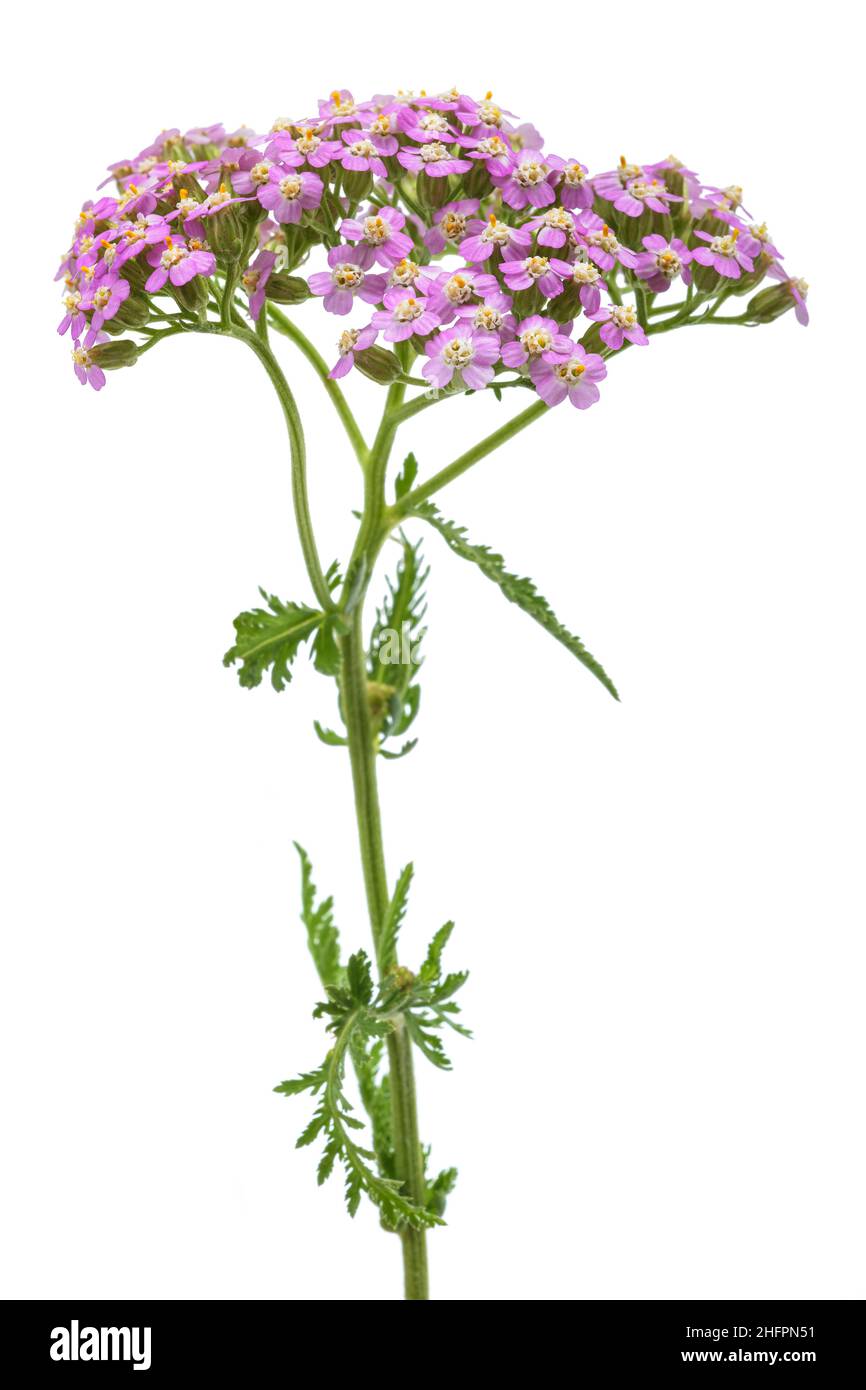 Rosa schafgarbe blumen -Fotos und -Bildmaterial in hoher Auflösung – Alamy