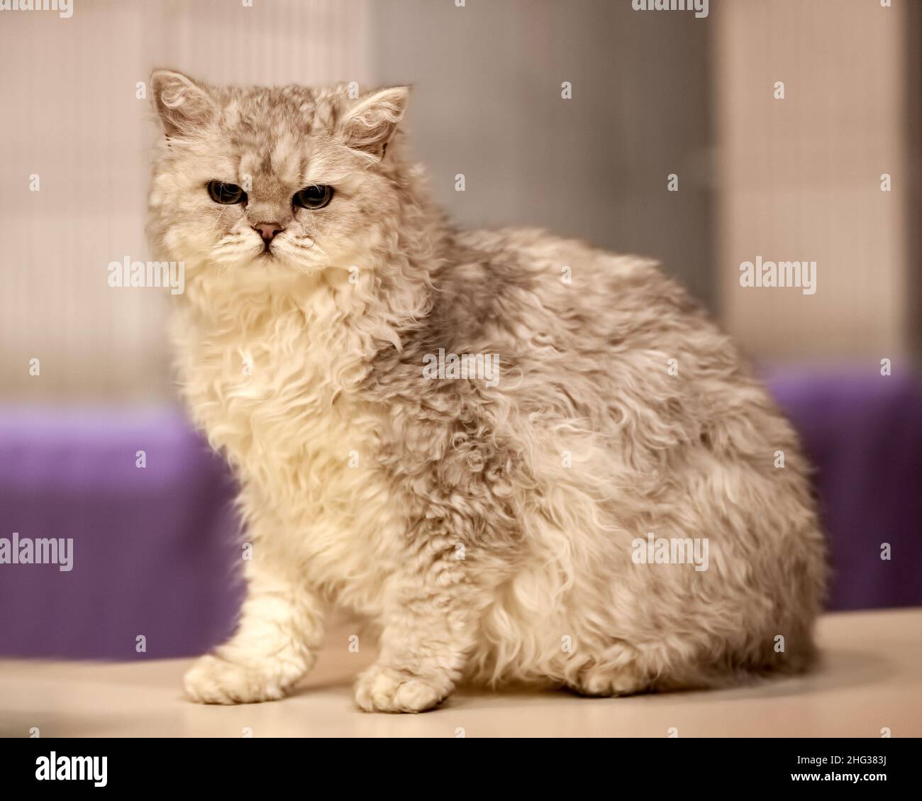 Standard katze -Fotos und -Bildmaterial in hoher Auflösung – Alamy