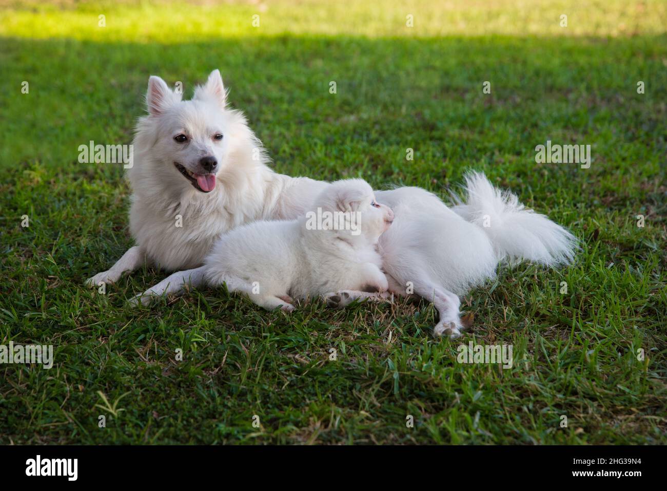 Japanischer spitz -Fotos und -Bildmaterial in hoher Auflösung – Alamy