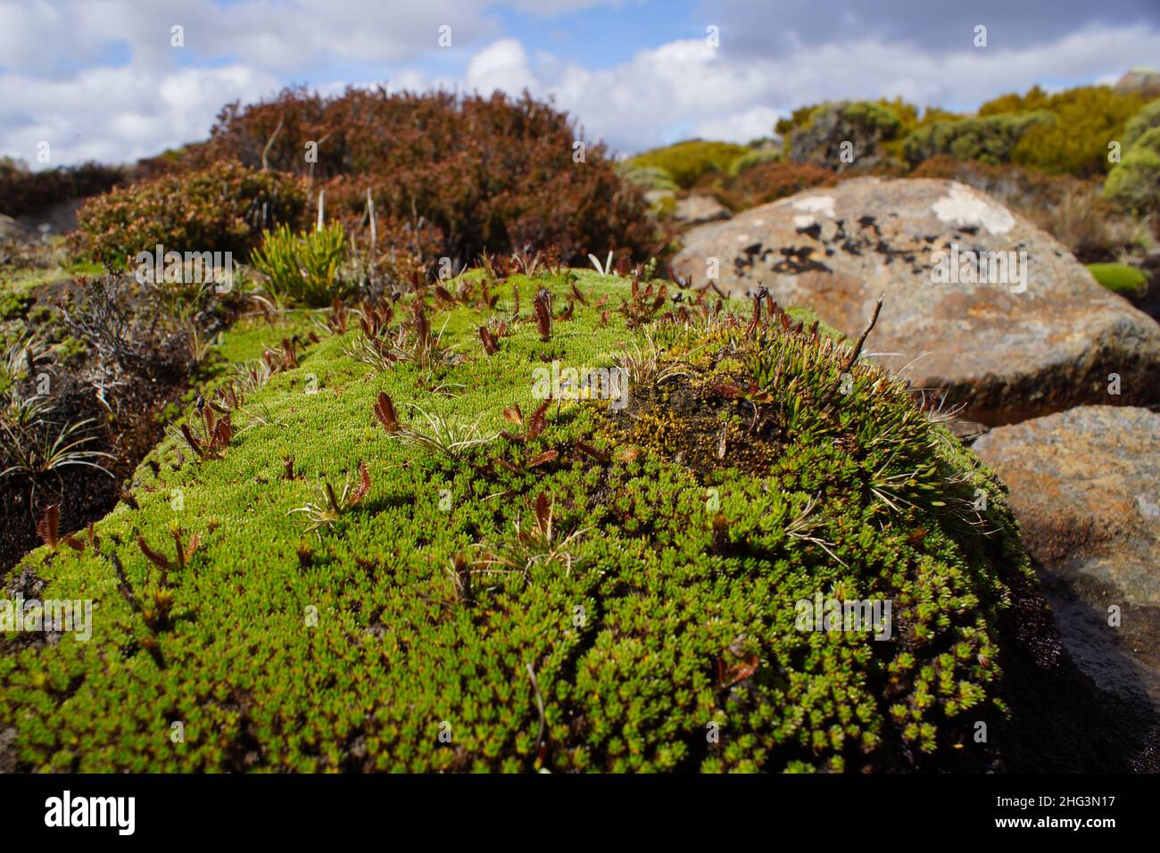Drosera arcturi -Fotos und -Bildmaterial in hoher Auflösung – Alamy