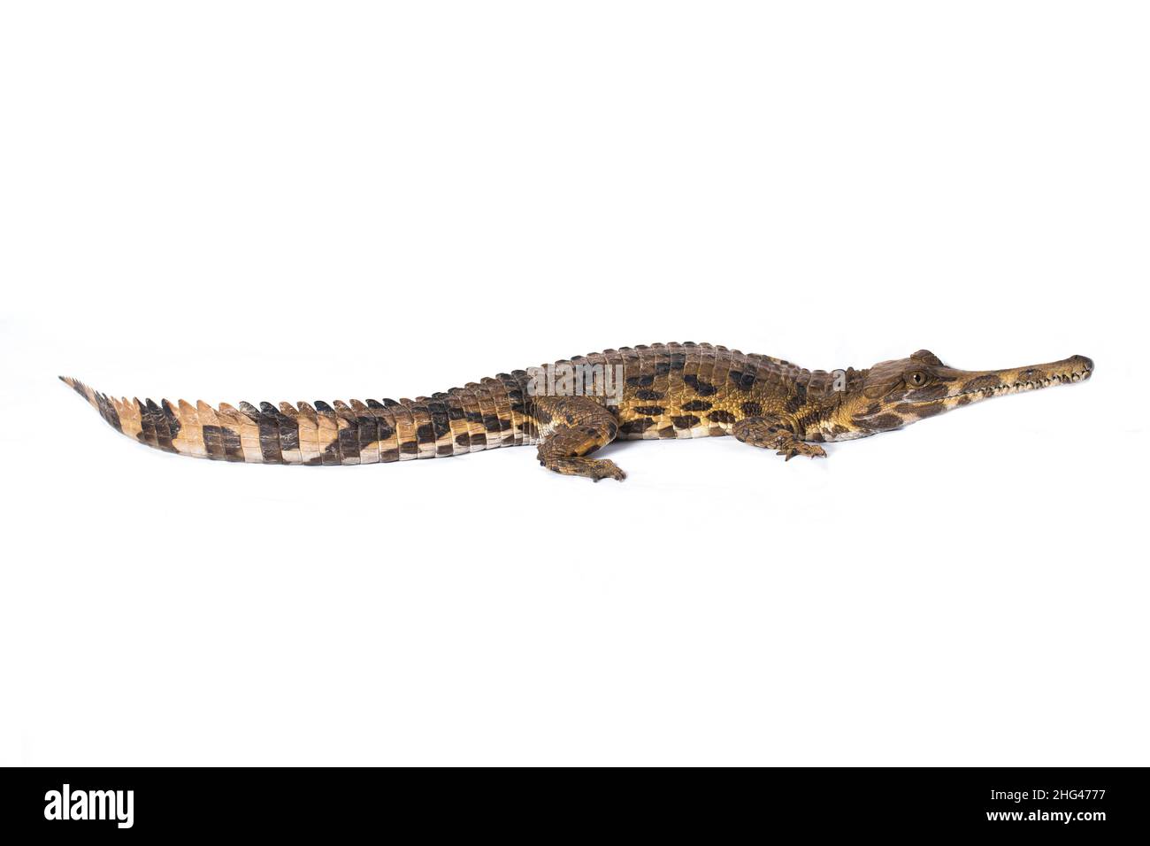 Sunda gavial tomistoma schlegelii -Fotos und -Bildmaterial in hoher ...