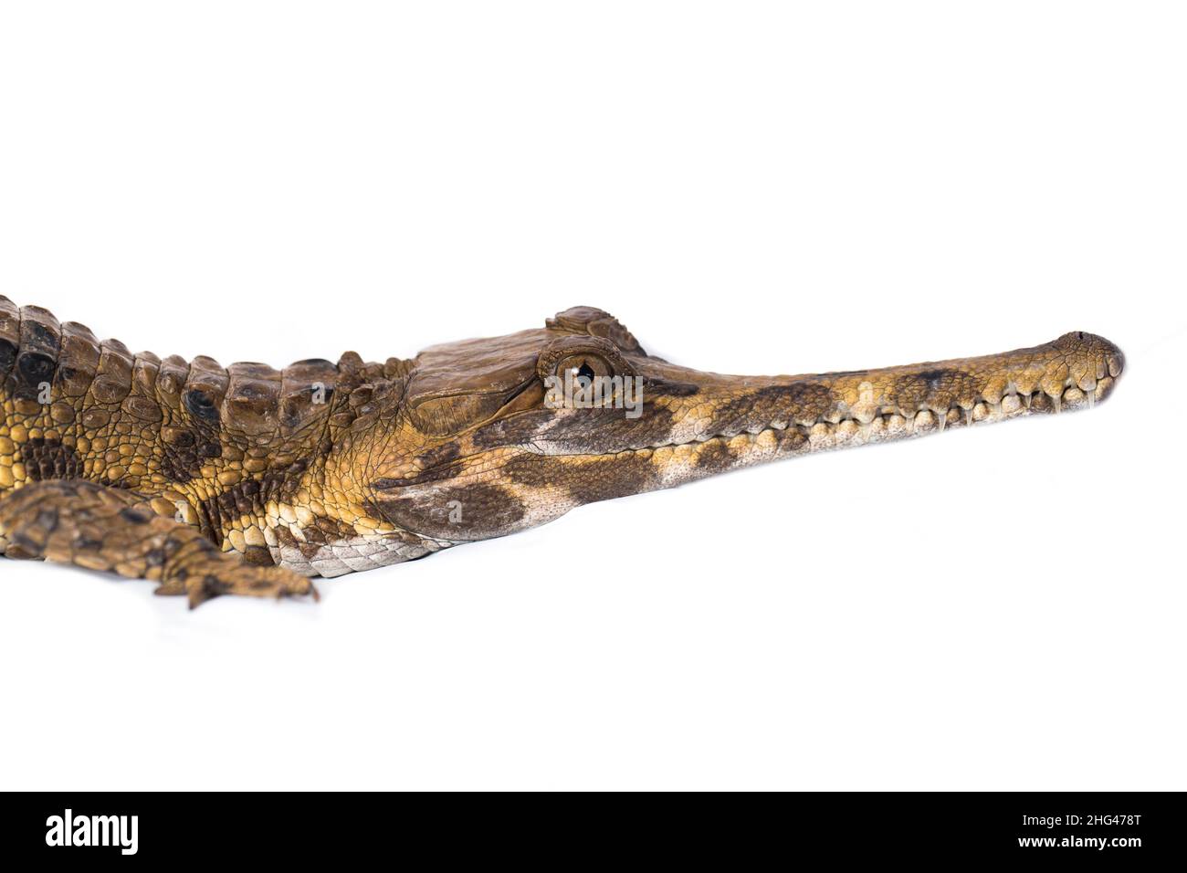 Sunda gavial tomistoma schlegelii -Fotos und -Bildmaterial in hoher ...