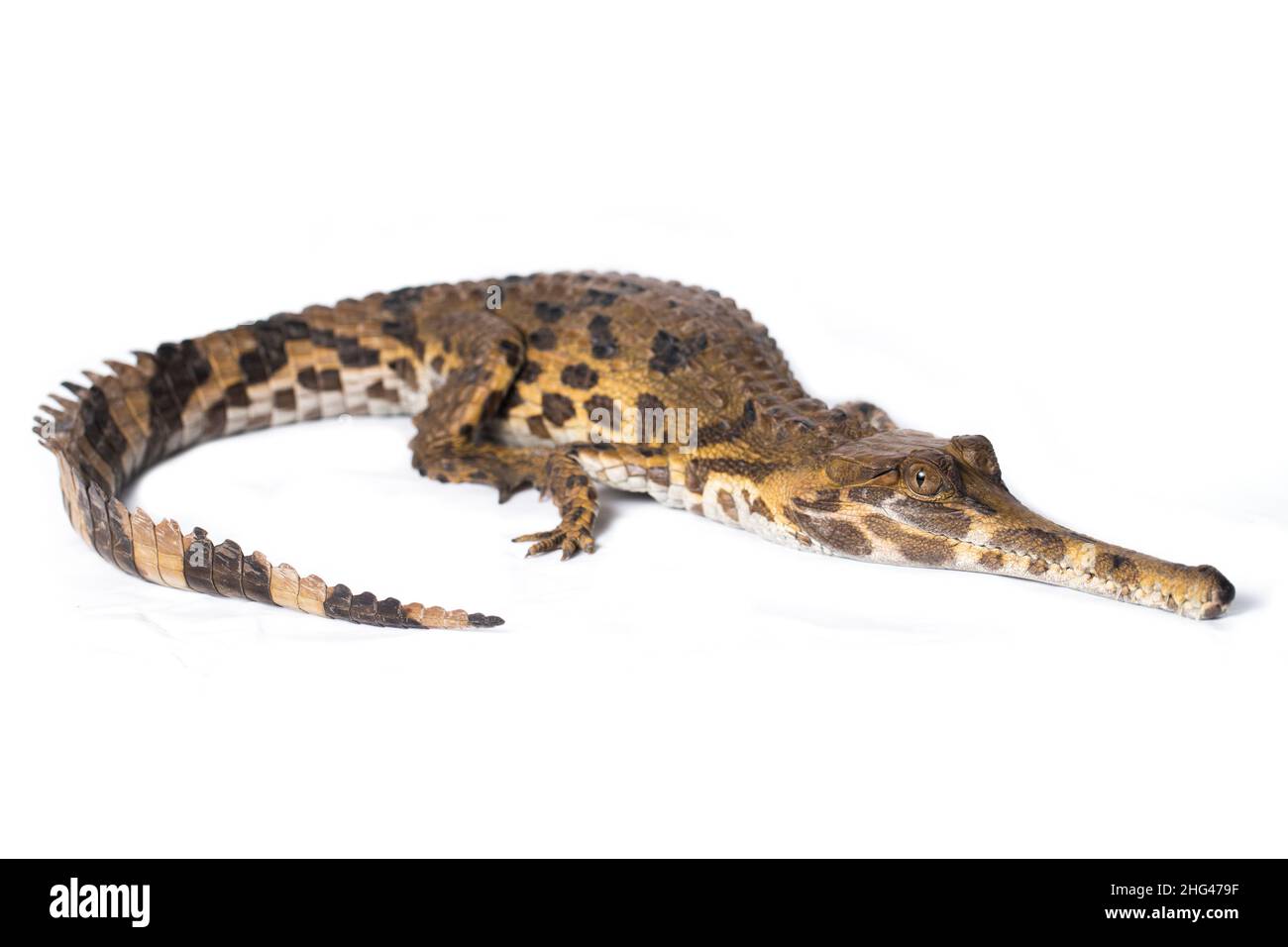 Sunda gavial tomistoma schlegelii -Fotos und -Bildmaterial in hoher ...