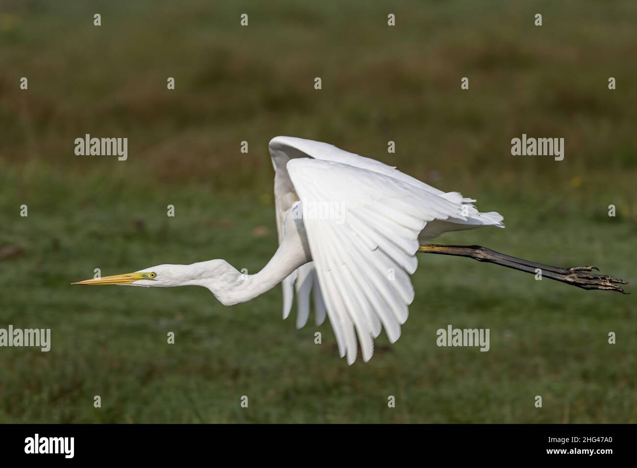 Oiseaux de la baie de somme -Fotos und -Bildmaterial in hoher Auflösung ...
