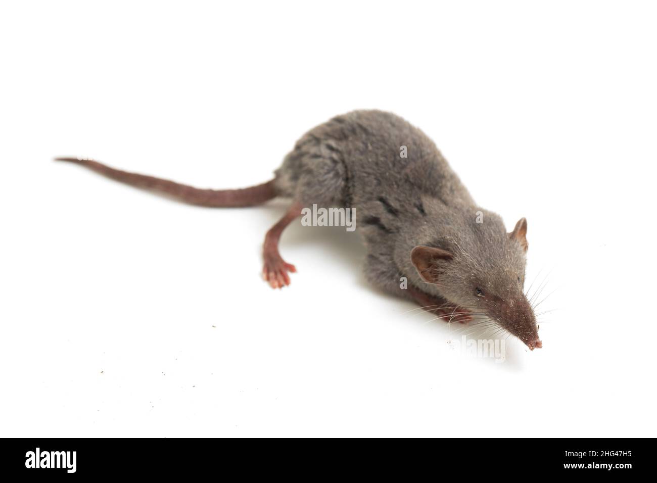 Rattenmole haus -Fotos und -Bildmaterial in hoher Auflösung – Alamy