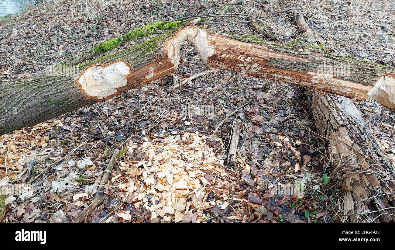 Tierarbeit biberarbeit -Fotos und -Bildmaterial in hoher Auflösung – Alamy