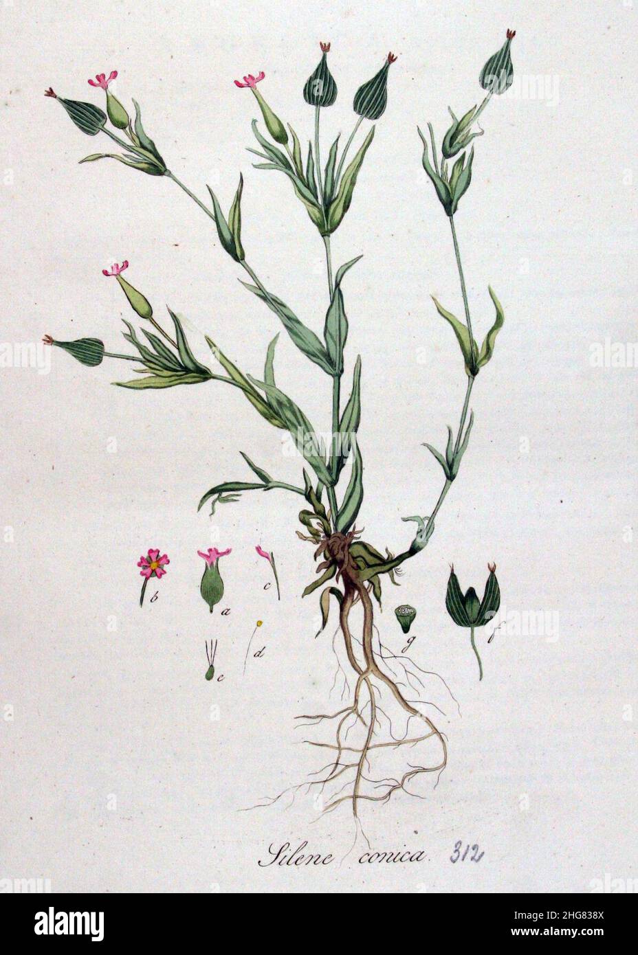 Silene conica -Fotos und -Bildmaterial in hoher Auflösung – Alamy