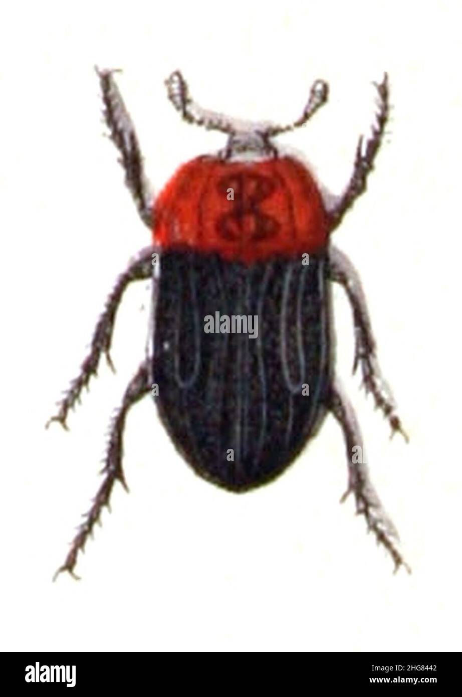Silpha thoracica -Fotos und -Bildmaterial in hoher Auflösung – Alamy