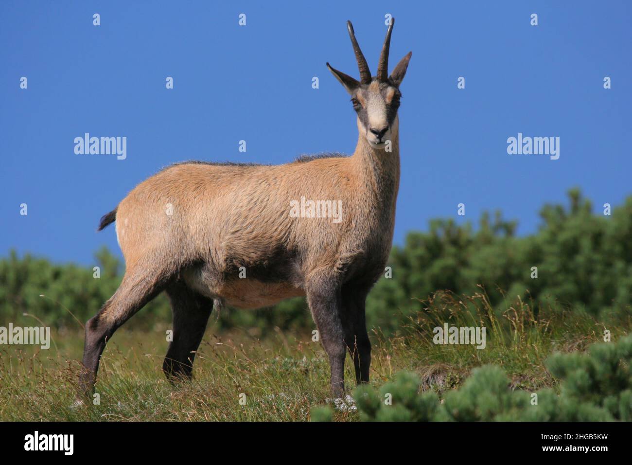Schneeberg rax -Fotos und -Bildmaterial in hoher Auflösung – Alamy
