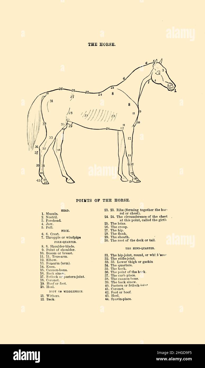 Anatomie und Punkte eines Pferdes aus dem Cyclopedia jedes ...