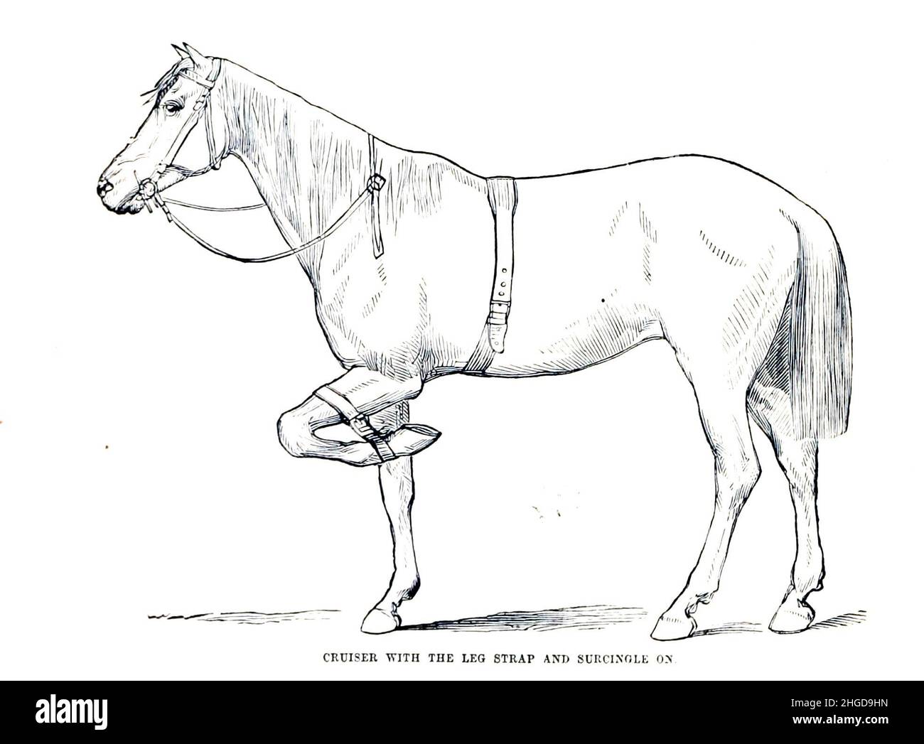 Cruiser mit dem Beingurt und Surcingle aus dem Cyclopedia jedes Pferdes ...