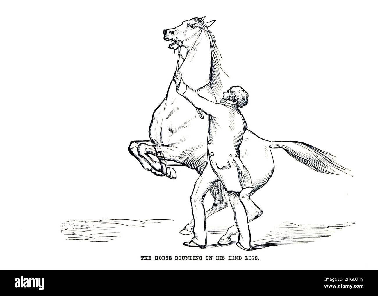 Ein Pferd zähmen - auf seinen Hinterbeinen aus dem Cyclopedia jedes ...
