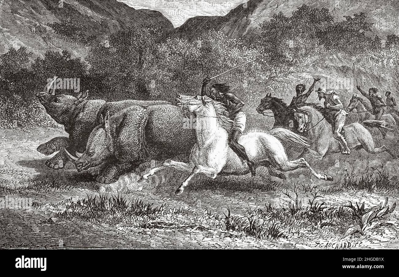 Jagdszene. Jagd auf Nashorn zu Pferd, Abessinien. Afrika. Alte, 19th ...