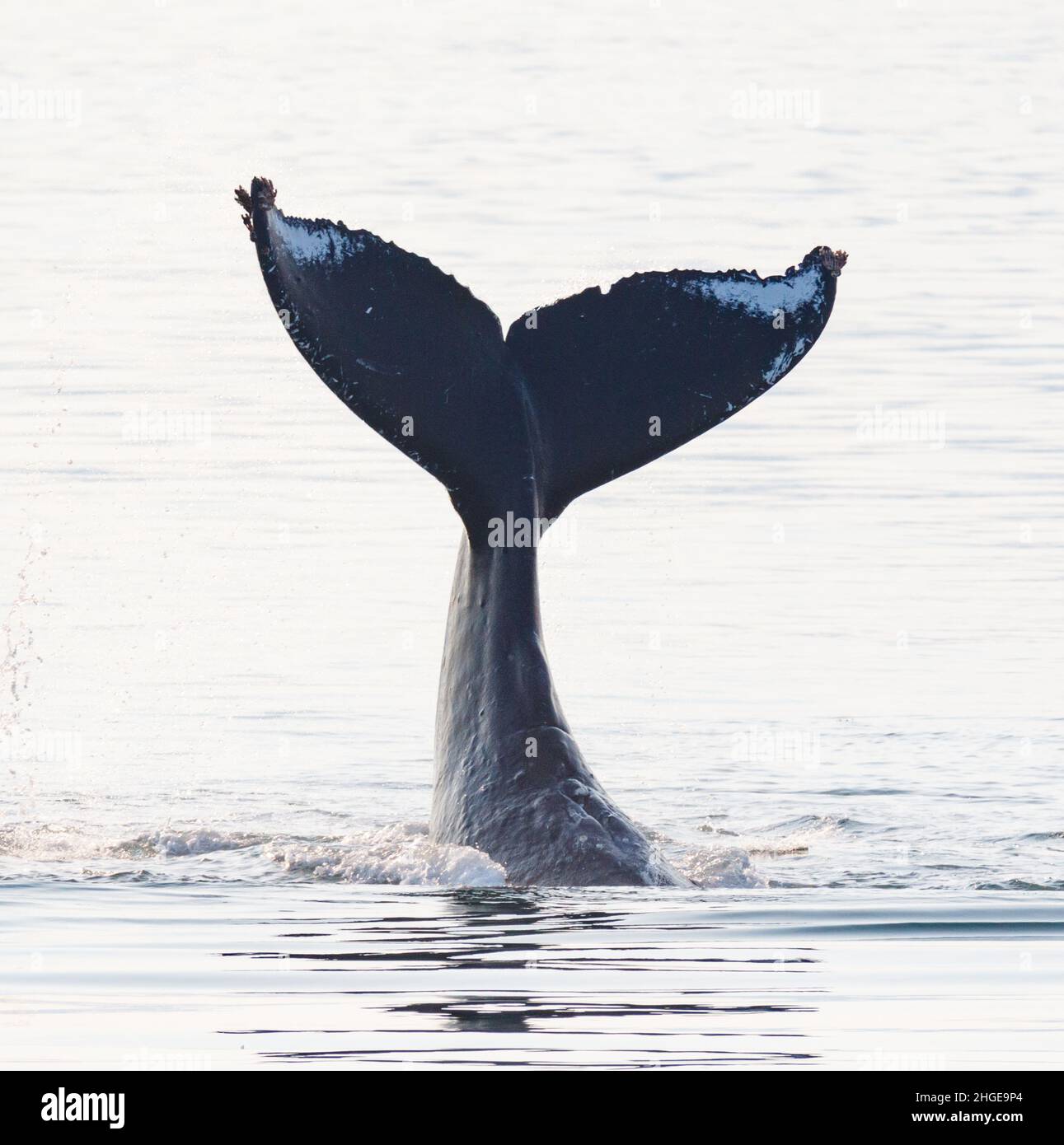 Fluked tail -Fotos und -Bildmaterial in hoher Auflösung – Alamy